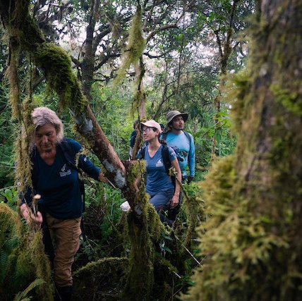 Scalesia forest restoration - Charles Darwin Foundation