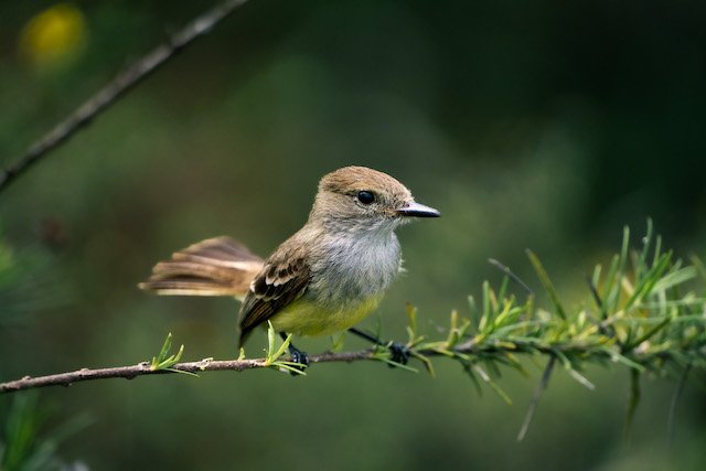 Scalesia forest restoration - Charles Darwin Foundation