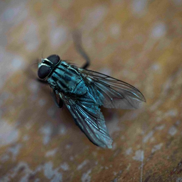 Control of the avian vampire fly - Charles Darwin Foundation
