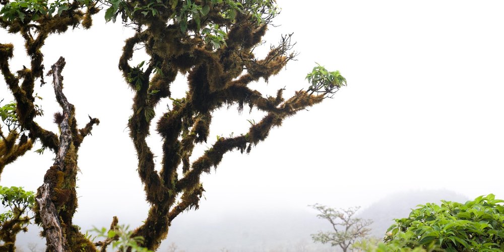 Scalesia forest restoration - Charles Darwin Foundation