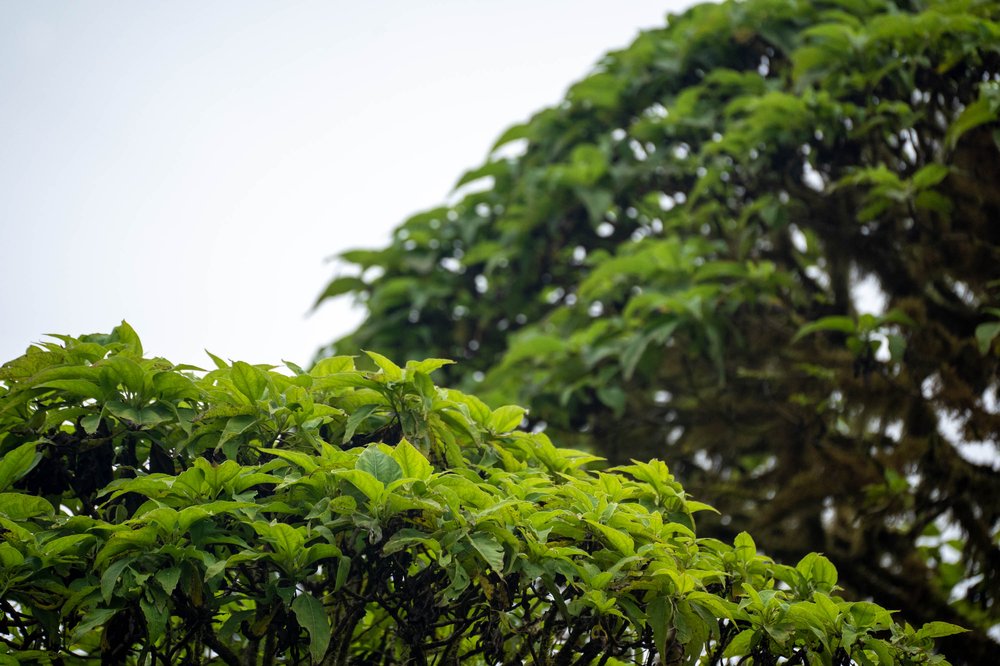 Scalesia forest restoration - Charles Darwin Foundation