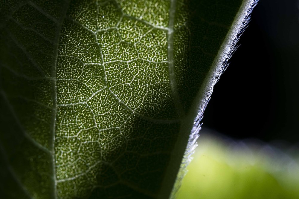 Scalesia forest restoration - Charles Darwin Foundation