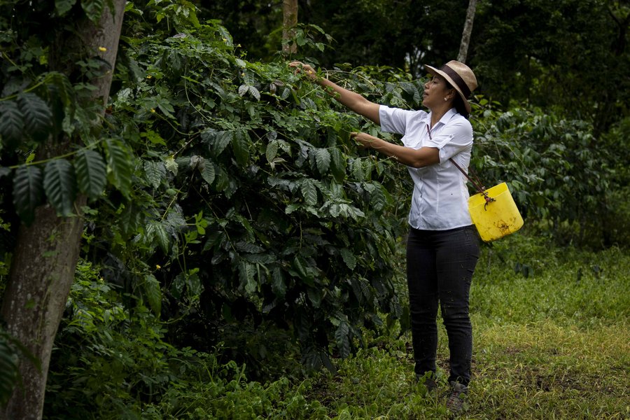 Urban and rural restoration - Charles Darwin Foundation